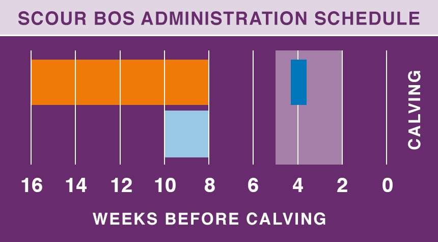 Healthy calves start with Scour Bos®